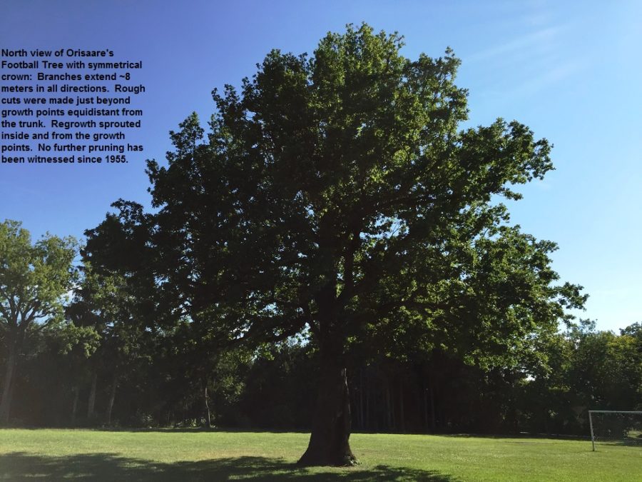 football-tree-north – Historic Tree Care